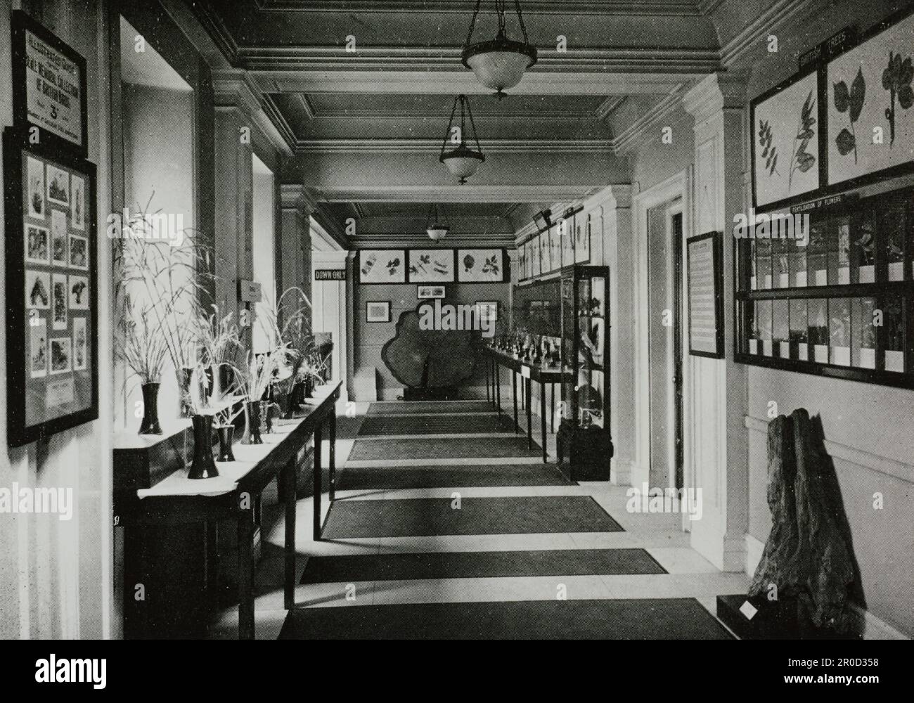 From a printed page, screened print of a Natural History gallery ...