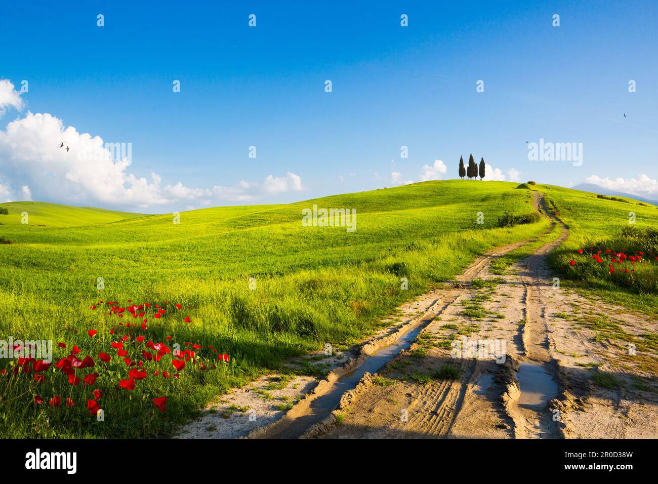 Beautiful rural summer landscape after rain; Panorama of summer green ...