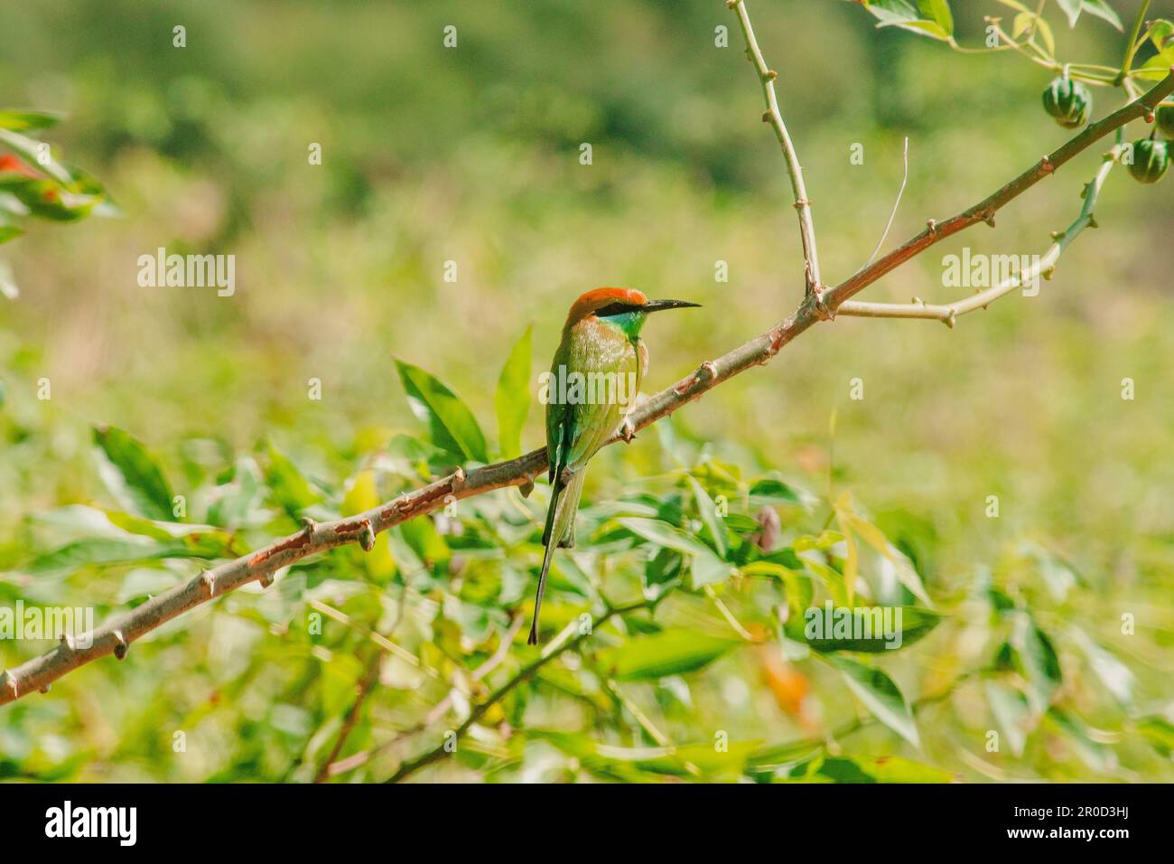 Chestnut-headed Bee-eater orange-headed with red eyes. It has reddish ...