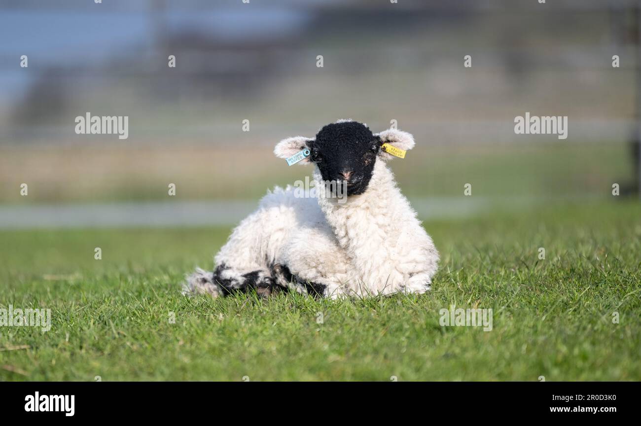 Young swaledale lambs out in the field on a pleasant spring evening ...