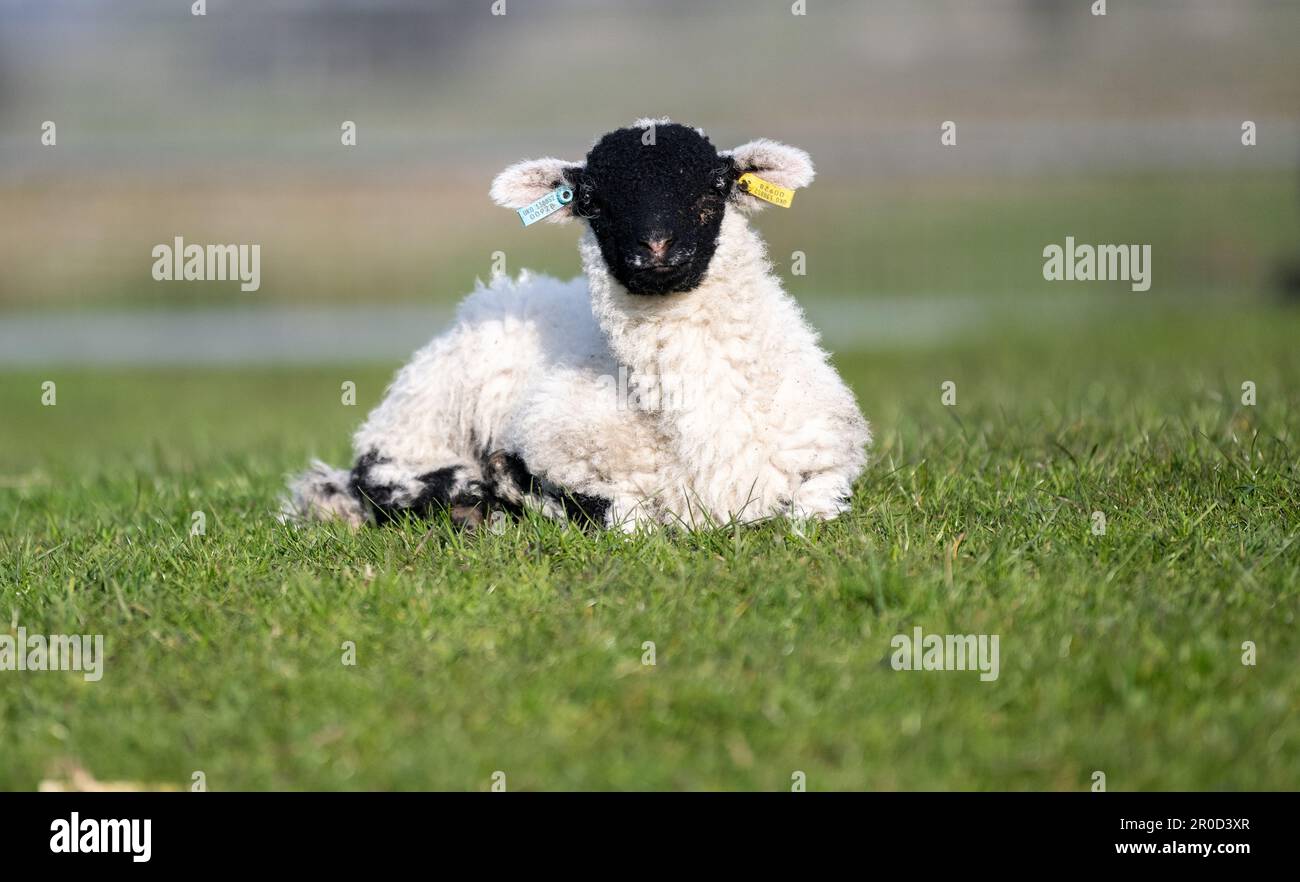 Young swaledale lambs out in the field on a pleasant spring evening ...