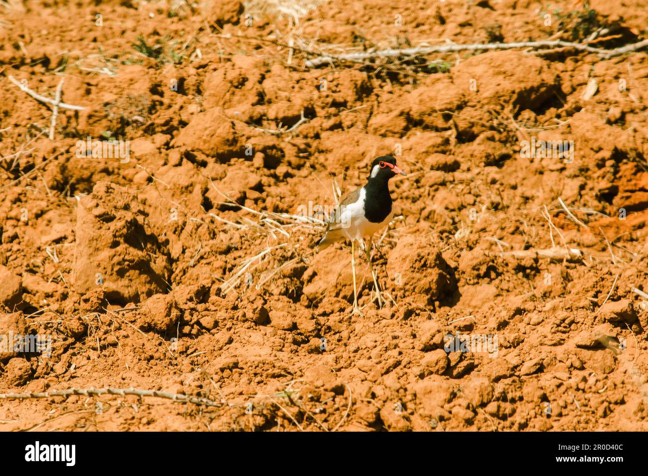 Red-wattled Lapwing has a dark head to chest, the skin around the eyes ...