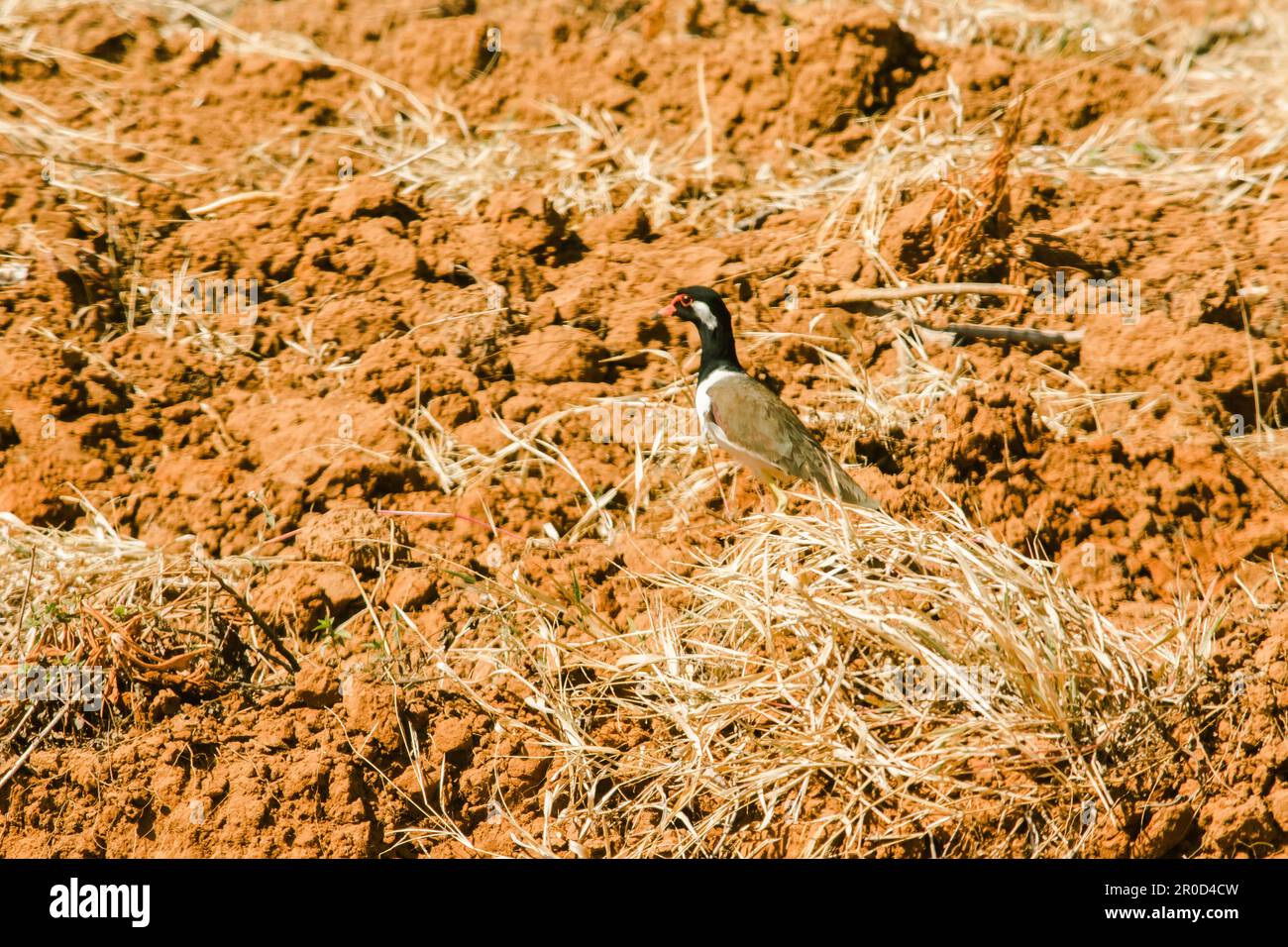 Red-wattled Lapwing has a dark head to chest, the skin around the eyes ...