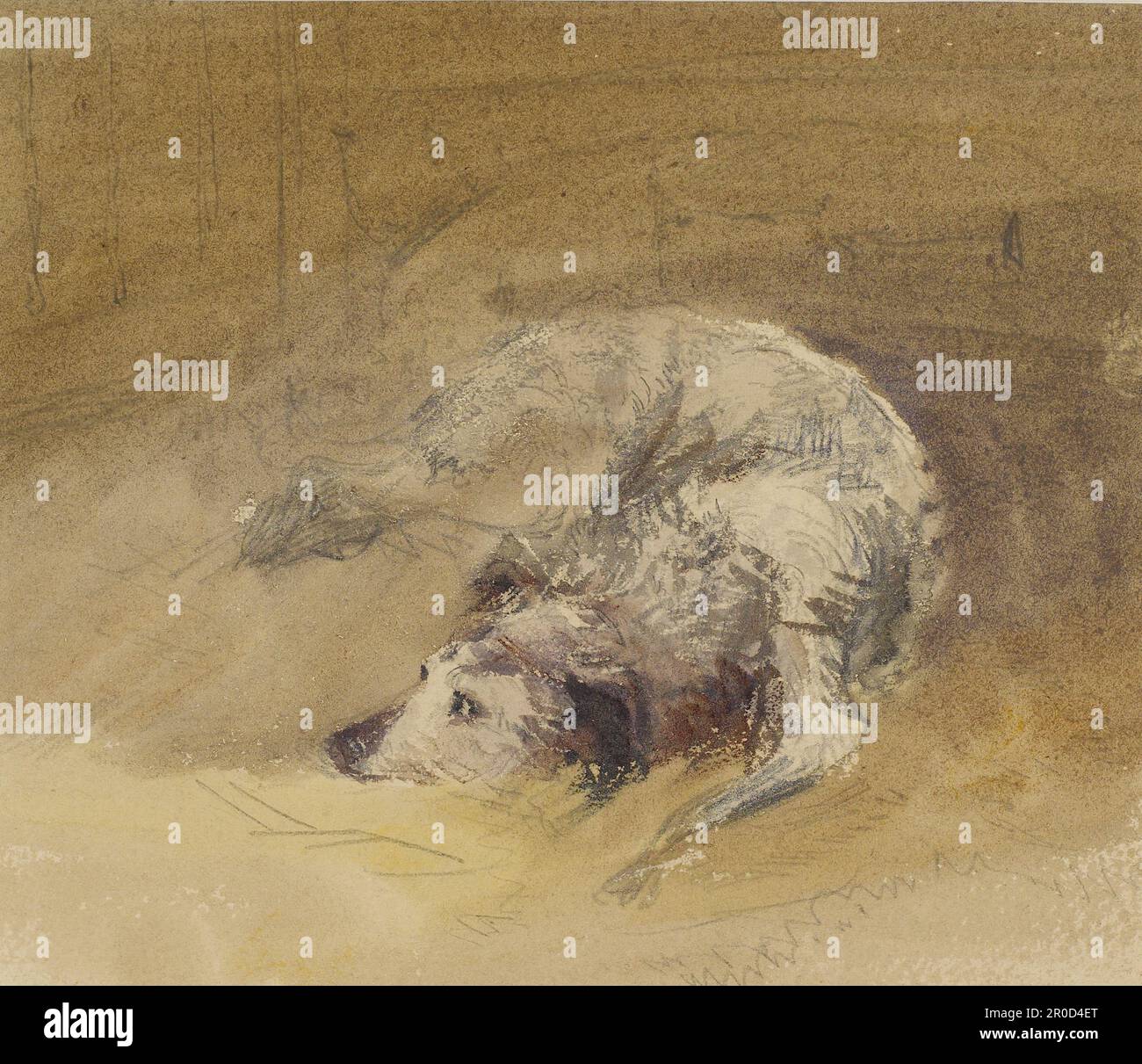 Study of a Dog. By David Cox Stock Photo - Alamy