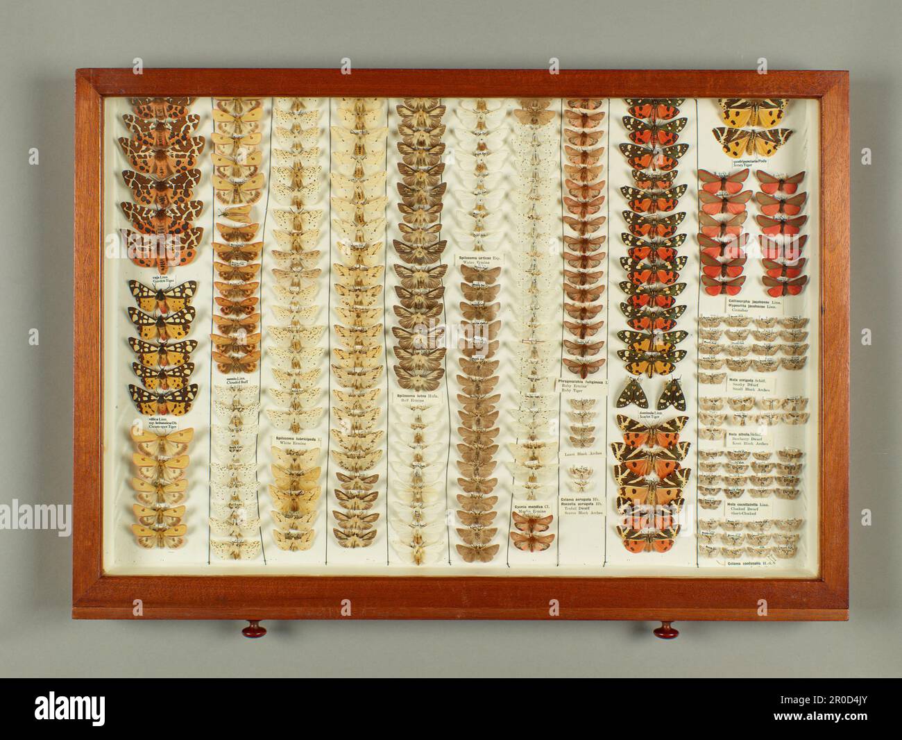 Moth specimens hi-res stock photography and images - Alamy