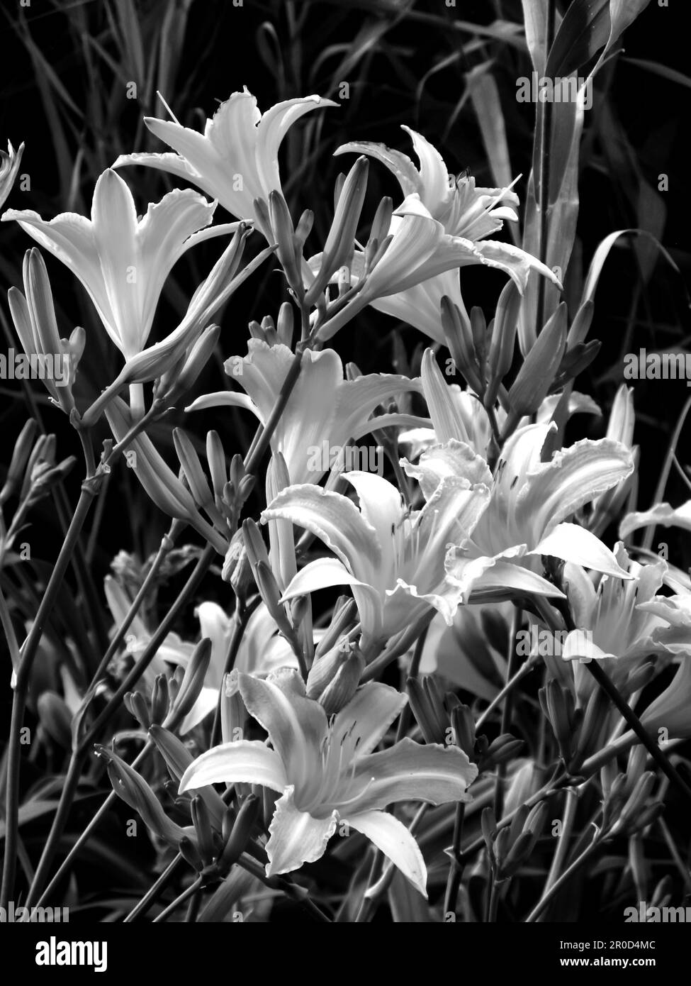 Botany daylily hemerocallis cultivar Black and White Stock Photos ...