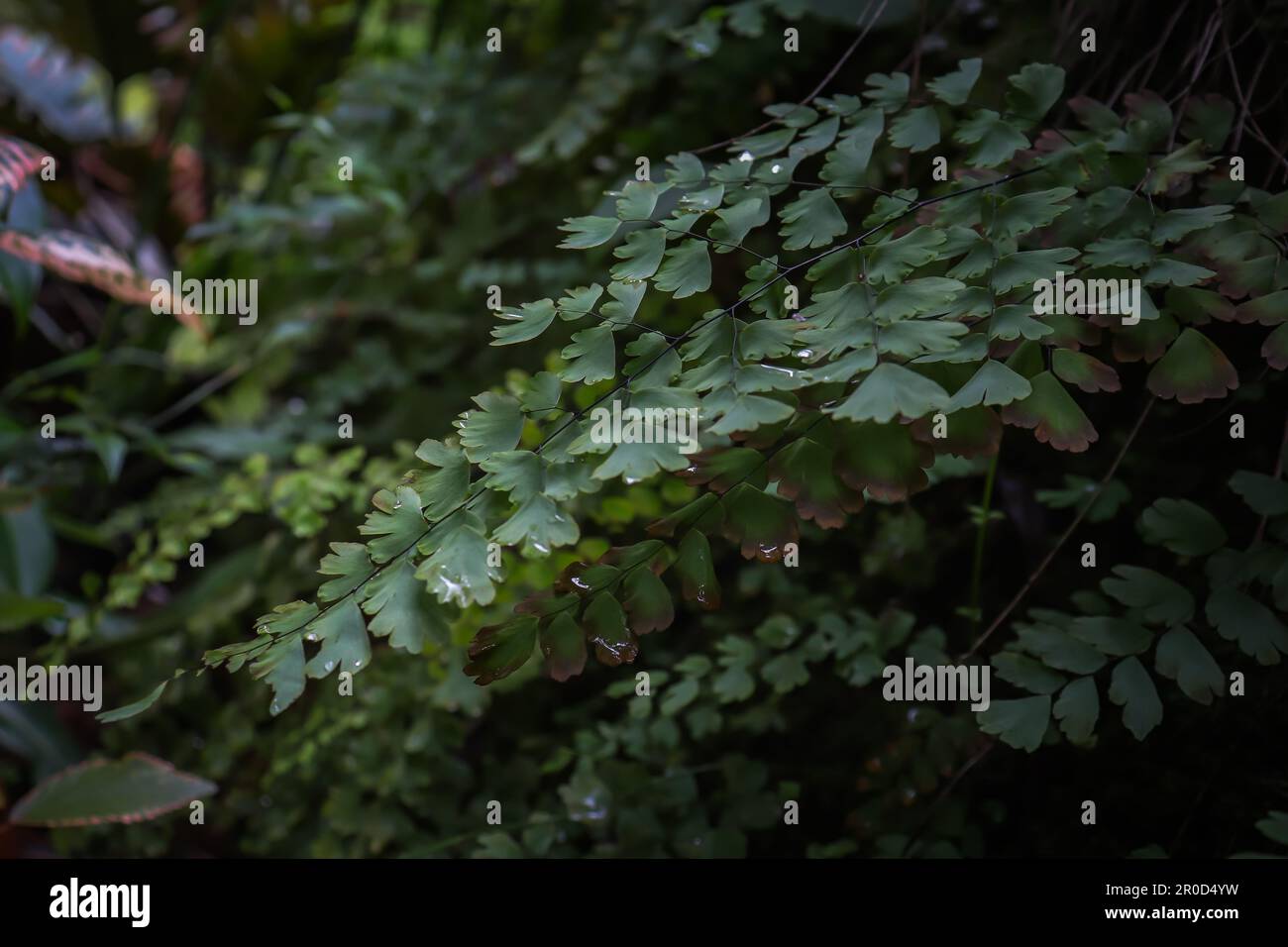 green flower leaves in the garden natural Stock Photo - Alamy