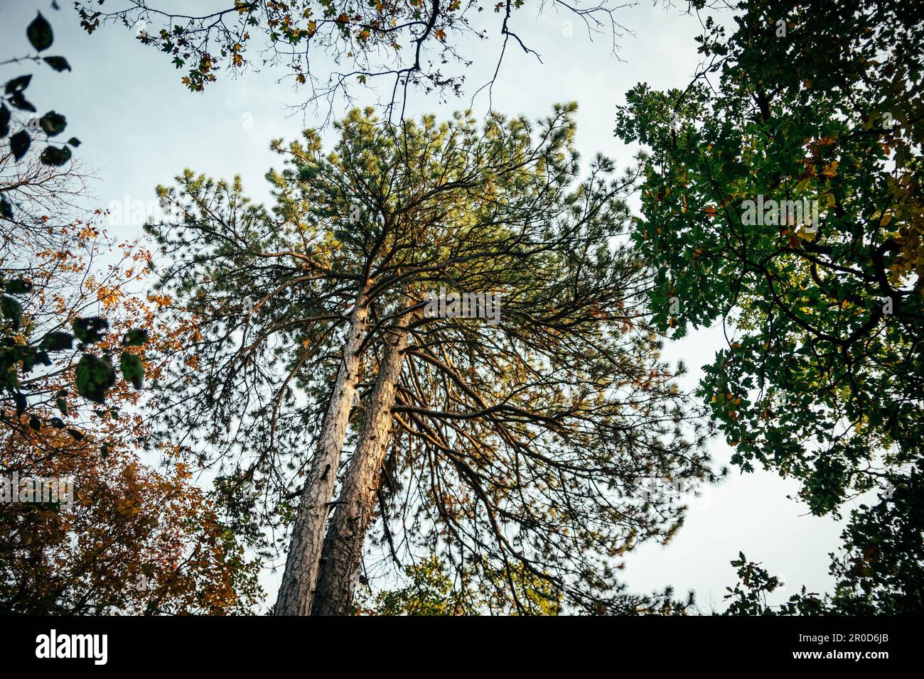A tall majestic tree stands high in the sky, its branches reaching out ...