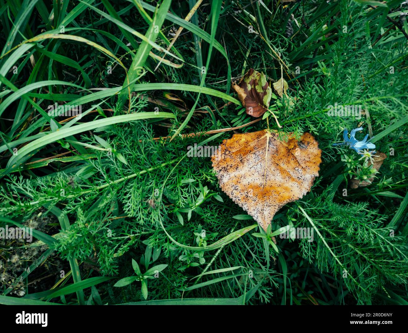 A fallen leaf lying in a patch of grass, contrasting with a backdrop of ...
