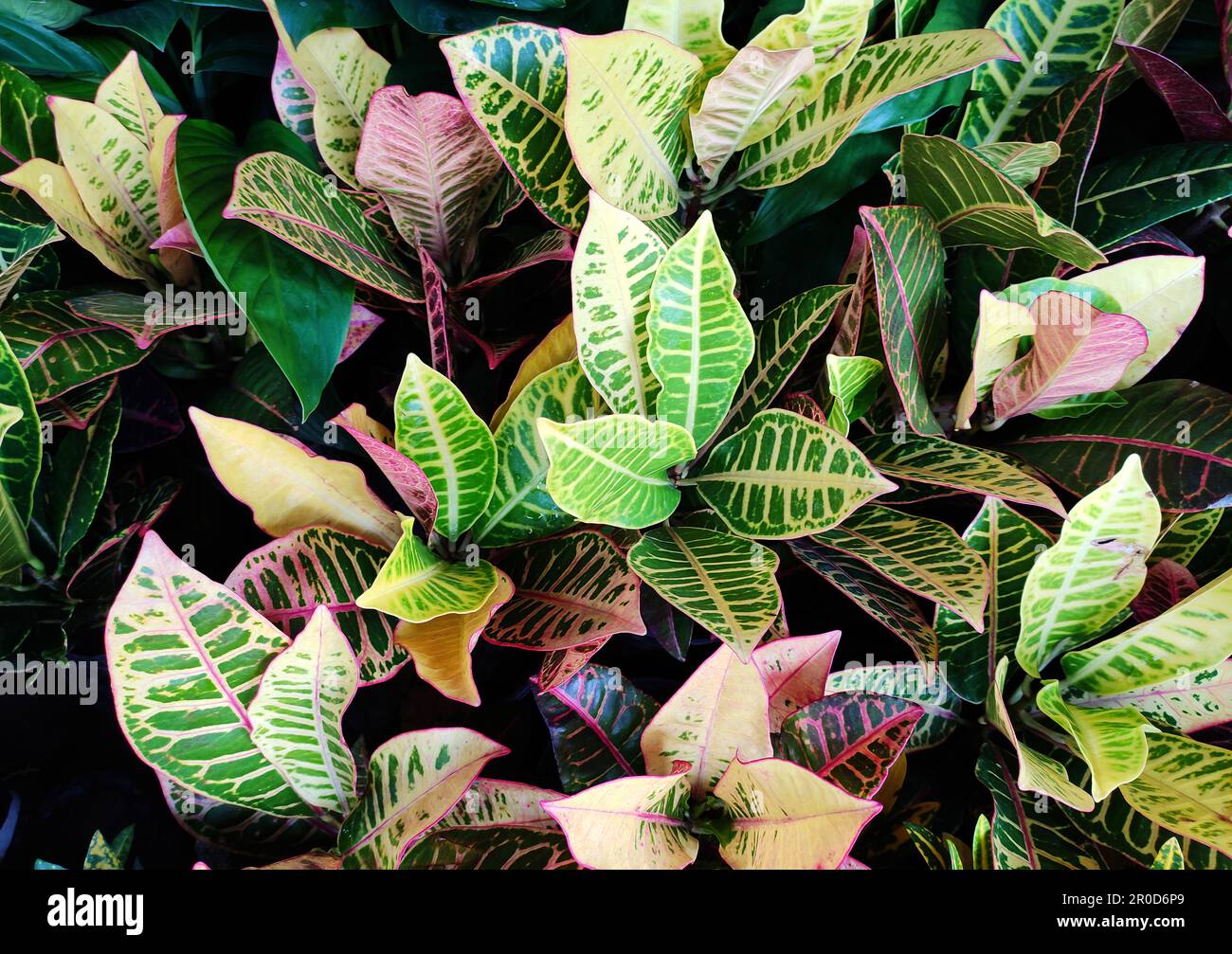 Garden foliage plant - Croton is an extensive flowering plant genus in ...