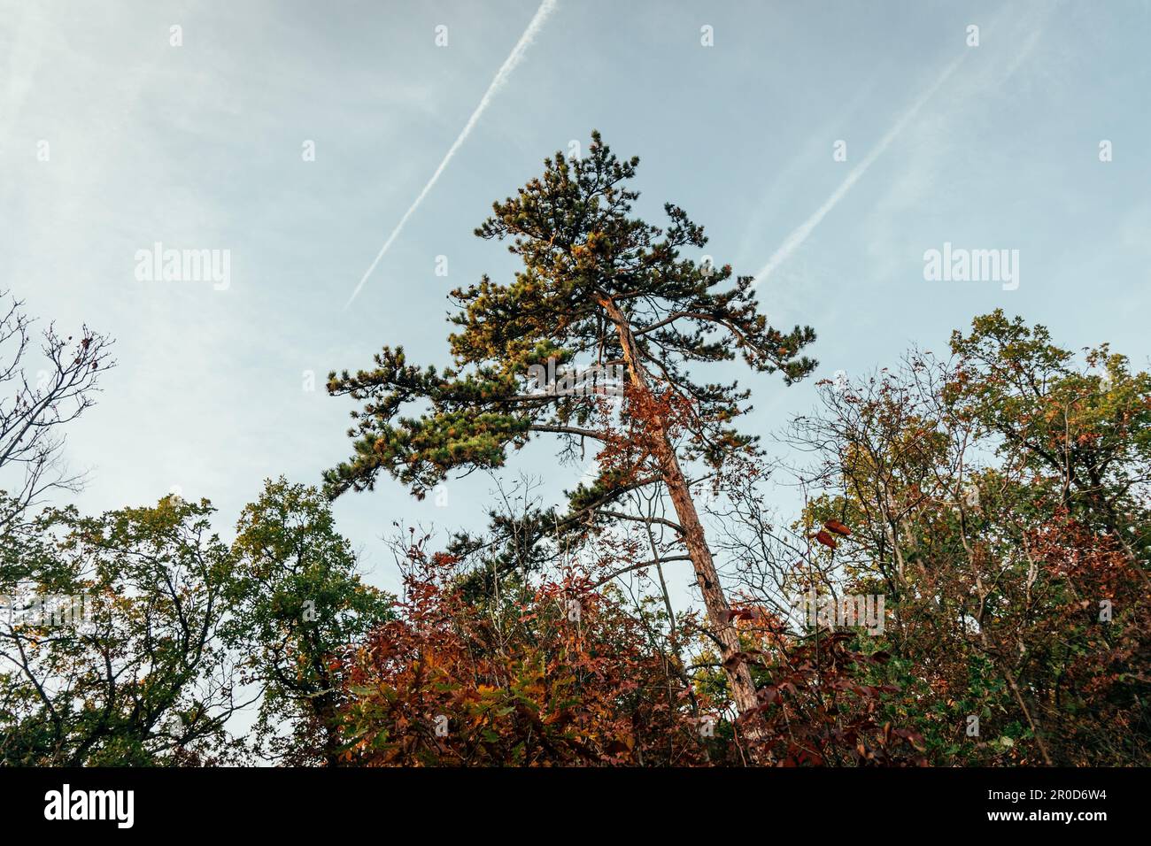 Vibrantize hi-res stock photography and images - Alamy