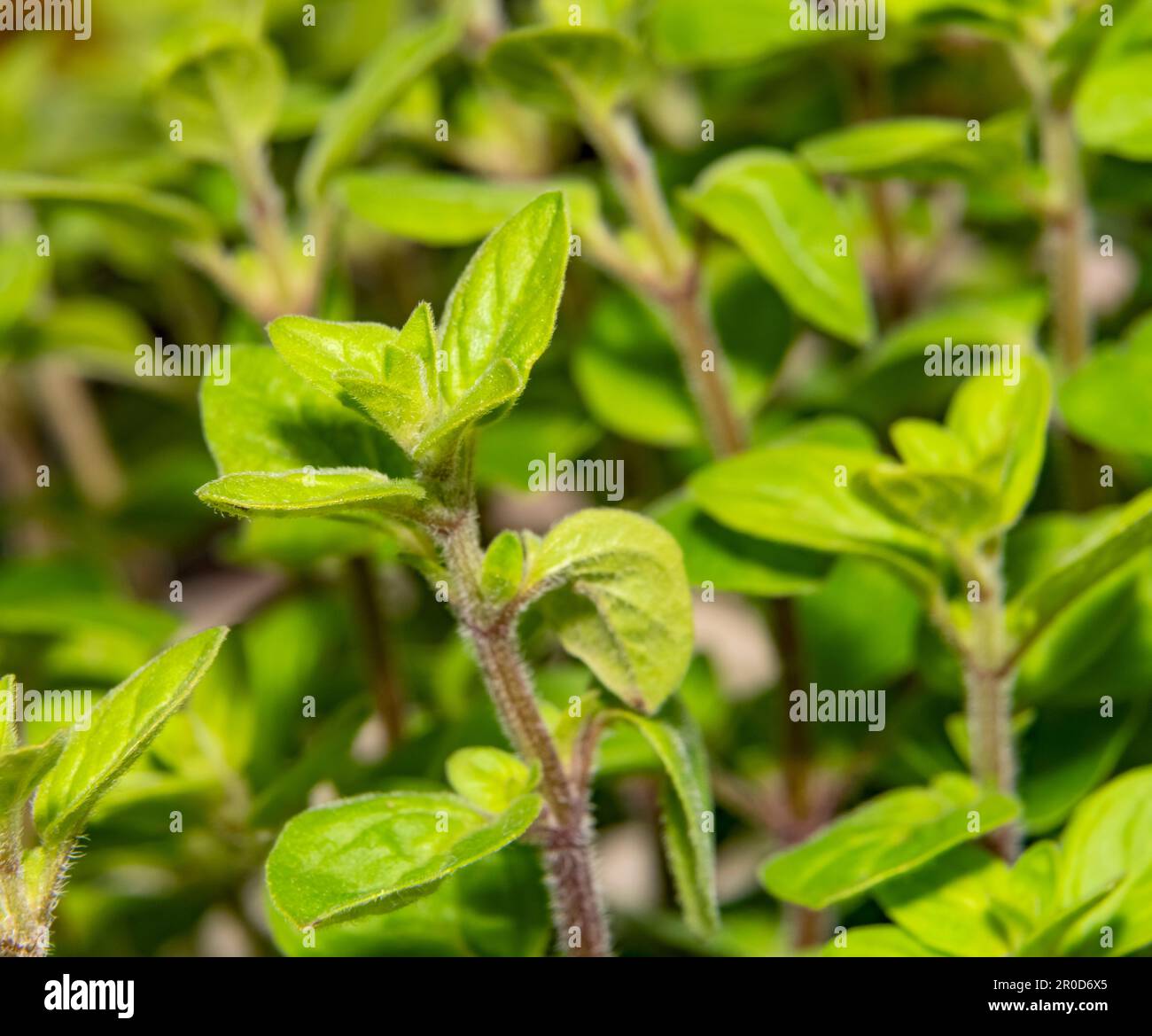 Full frame closeup shot showing fresh green oregano leaves hi-res stock ...