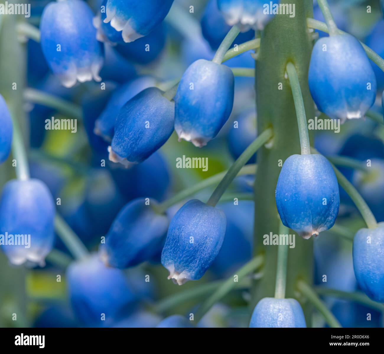Blue grape hyacinth flowers hi-res stock photography and images - Alamy