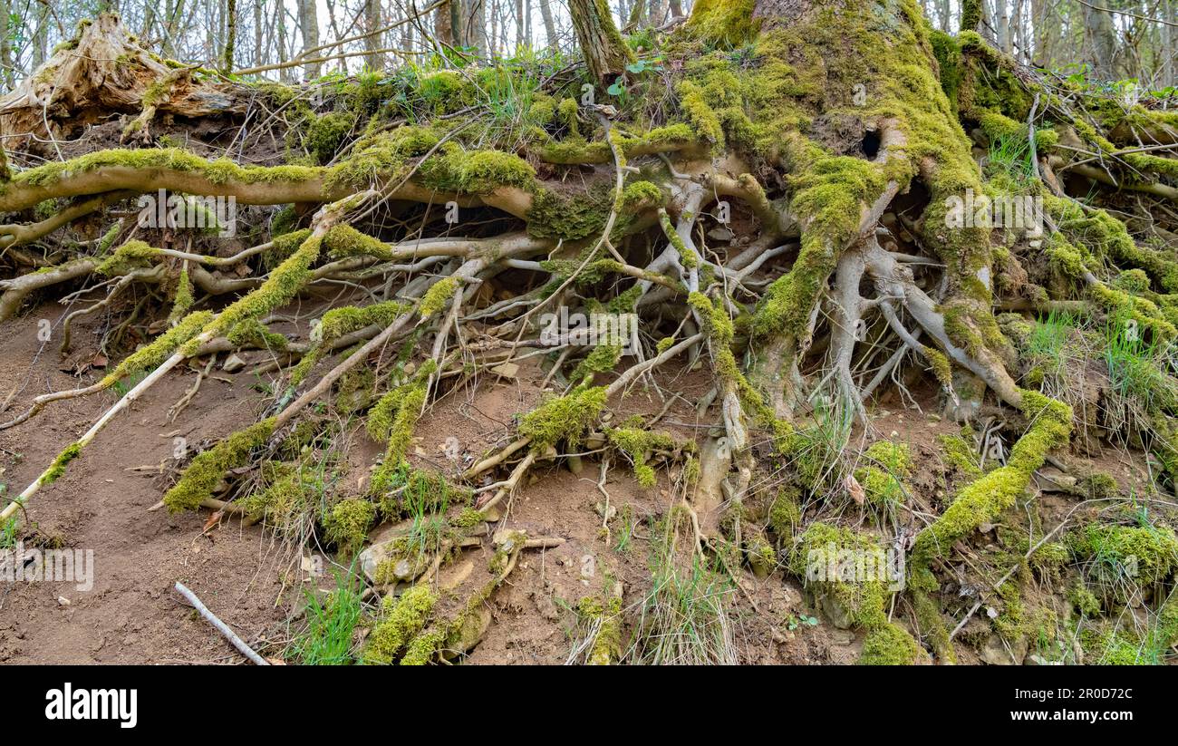 Mossy roots hi-res stock photography and images - Alamy