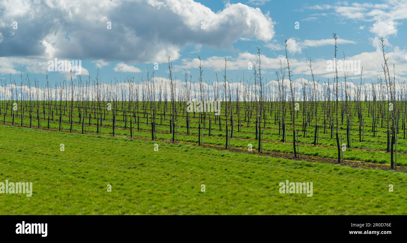 Tree plantation at early spring time Stock Photo - Alamy
