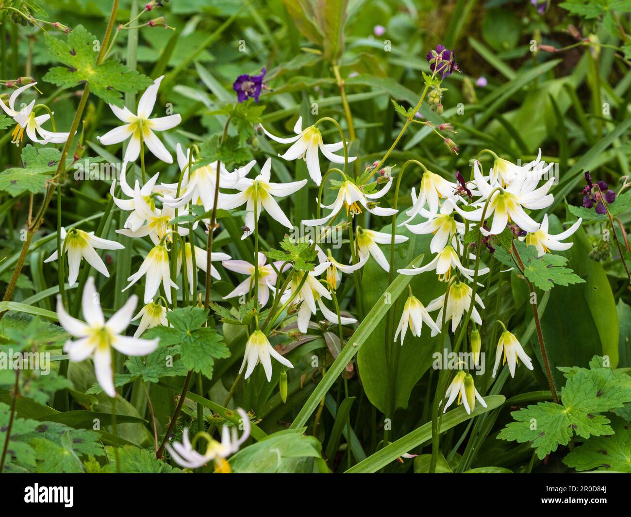Yellow marked white flowers of the spring blooming hardy trout lily ...