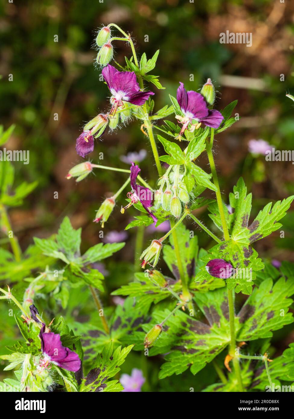 Dark red flowers and blotched foliage of the spring blooming hardy ...