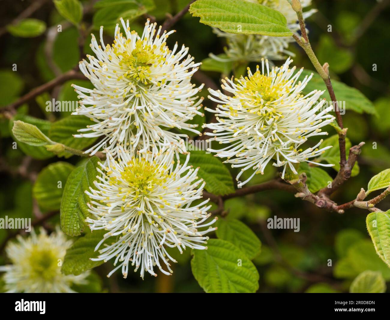 Bottlebrush appearing fragrant spring flowers of the hardy deciduous ... Bottlebrush appearing fragrant spring flowers of the hardy deciduous ...