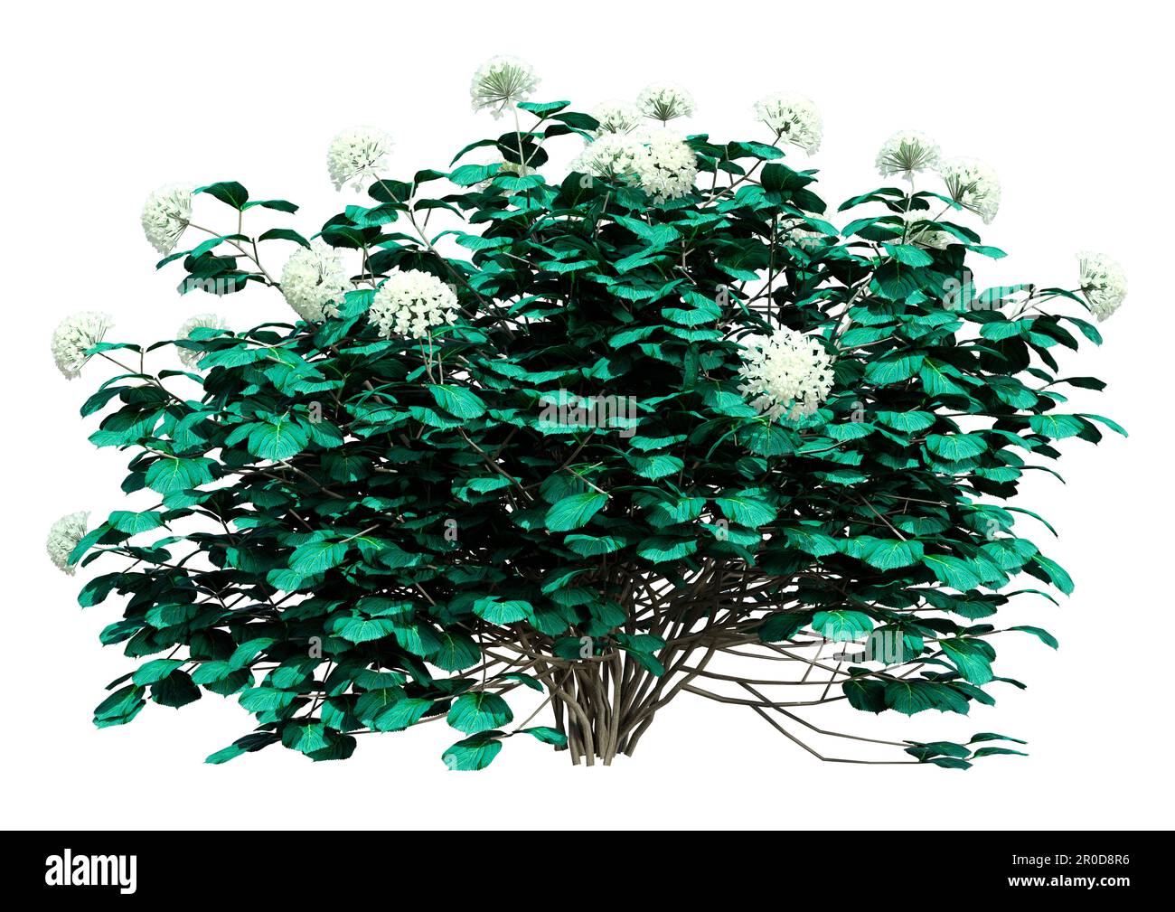 3D rendering of a blooming hydrangea bush isolated on white background ...