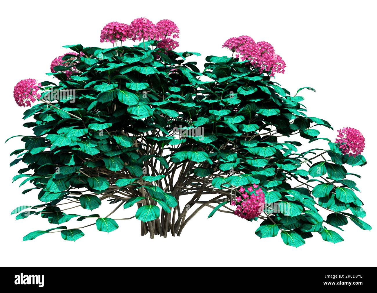 3D rendering of a blooming hydrangea bush isolated on white background ...