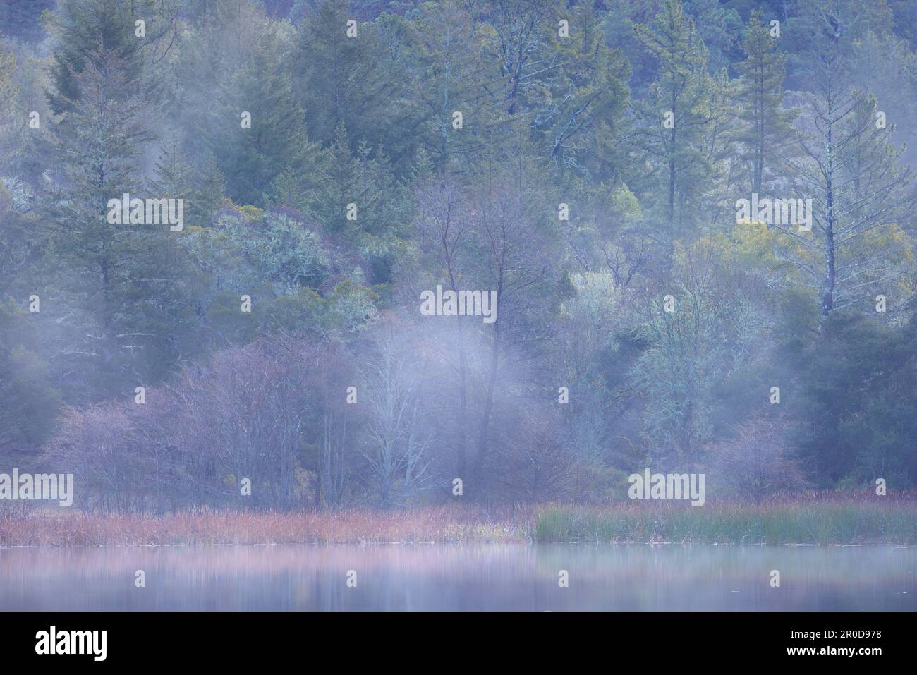 Dawn mist rises from Lake Lagunitas in forested hills of Fairfax ...