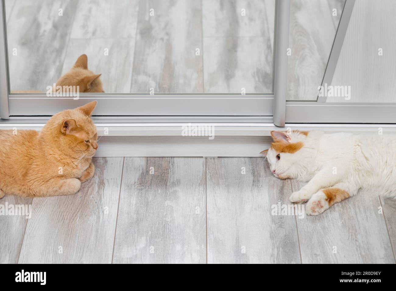 two cats lie on the floor opposite each other. a cat attracts the ...