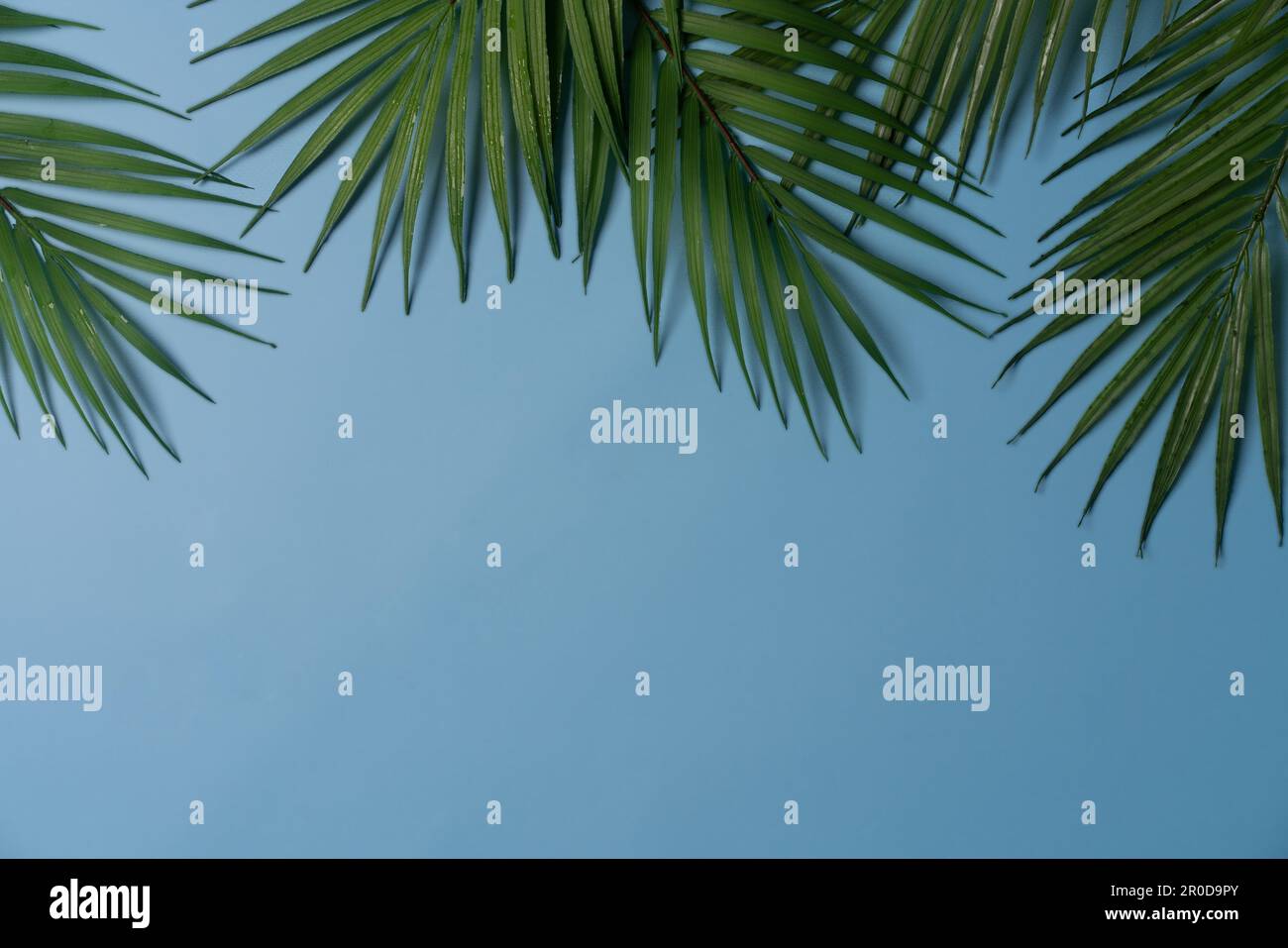 Palm leaf branches top view Stock Photo - Alamy