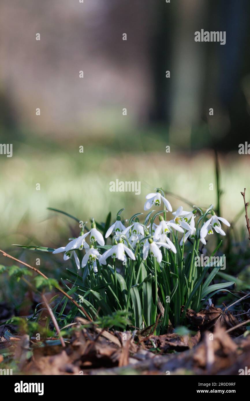 The snowdrops growing in the grass Stock Photo - Alamy