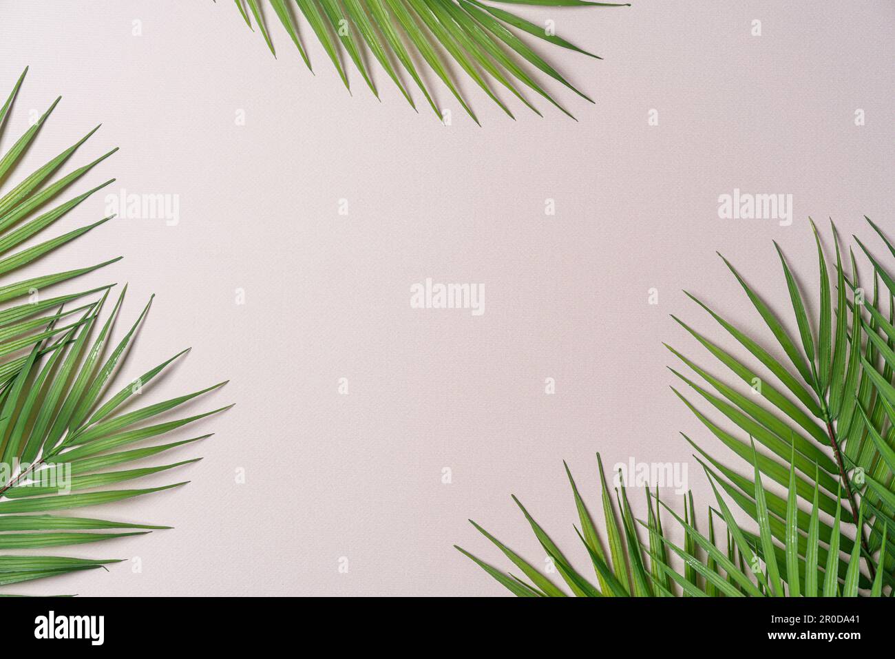 Palm leaf branches top view Stock Photo - Alamy