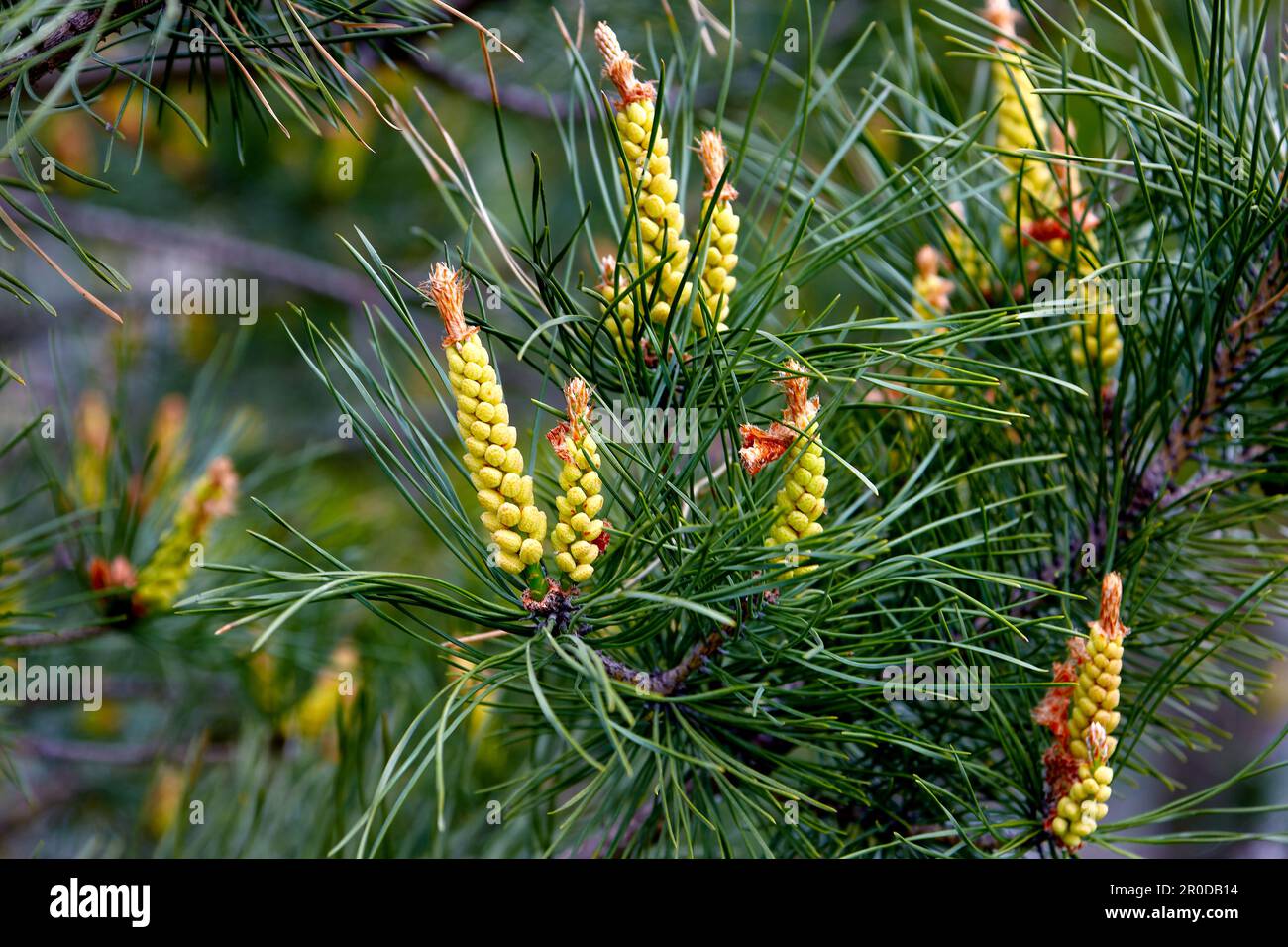 Image of a sprig of flowering pine on a green background Stock Photo ...