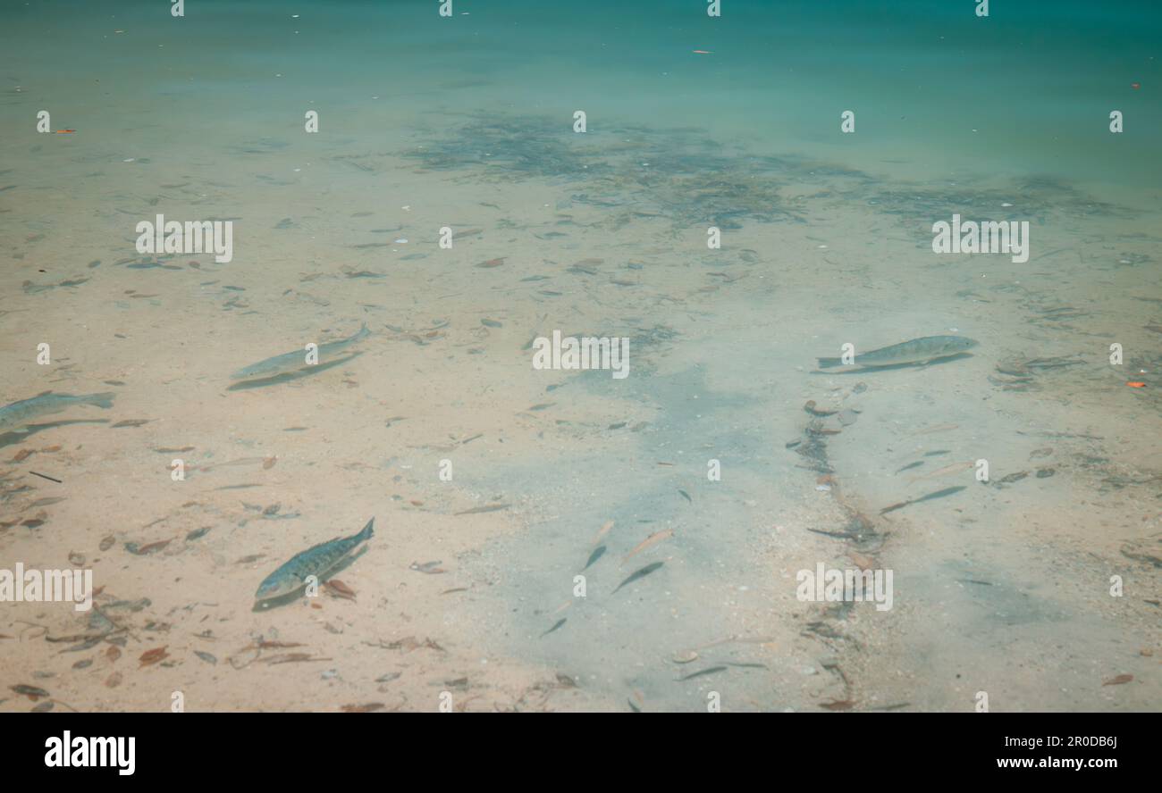small fish swim in the river Stock Photo - Alamy