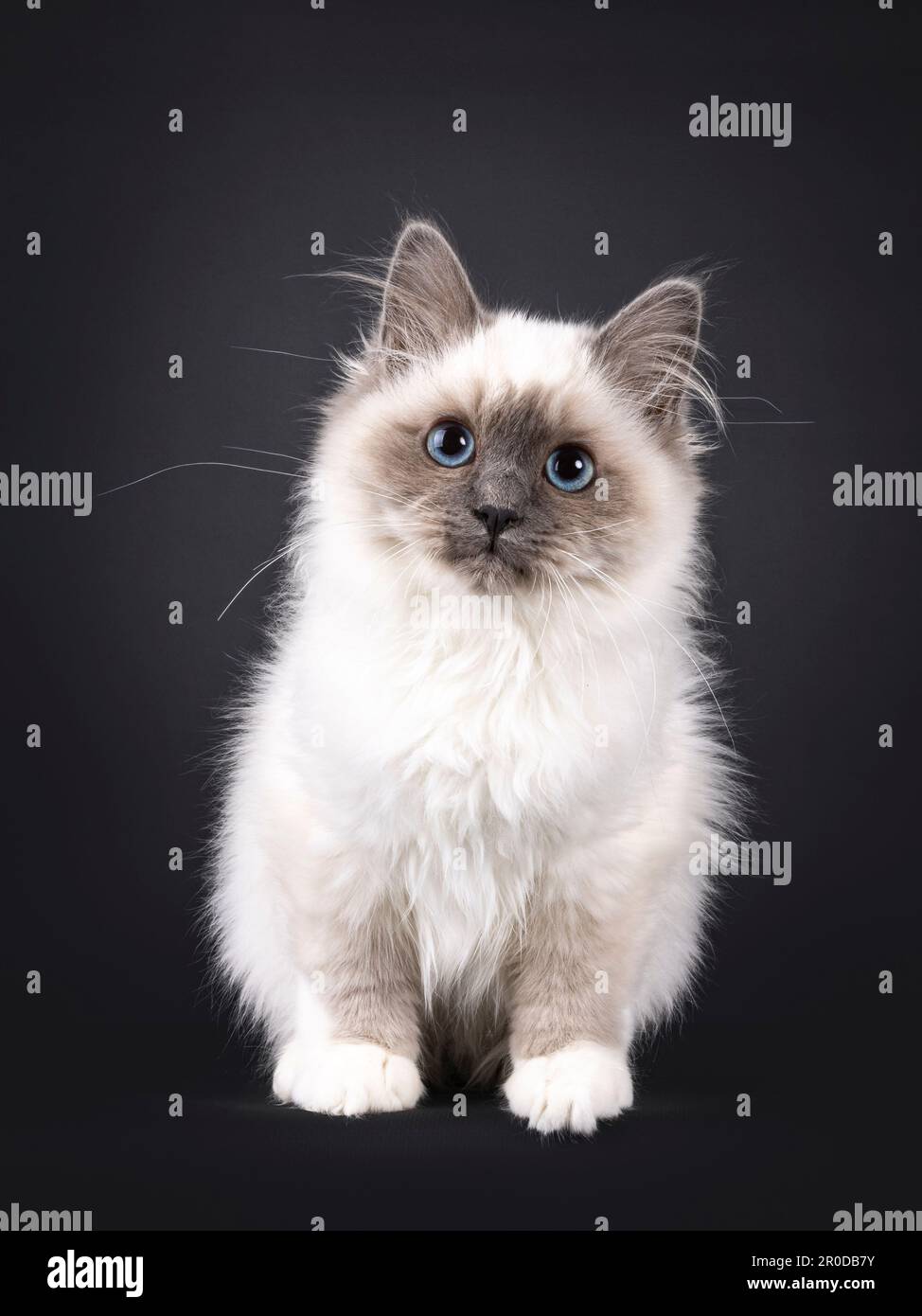 Adorable fluffy Blue point Sacred Birman, sitting up facing front ...