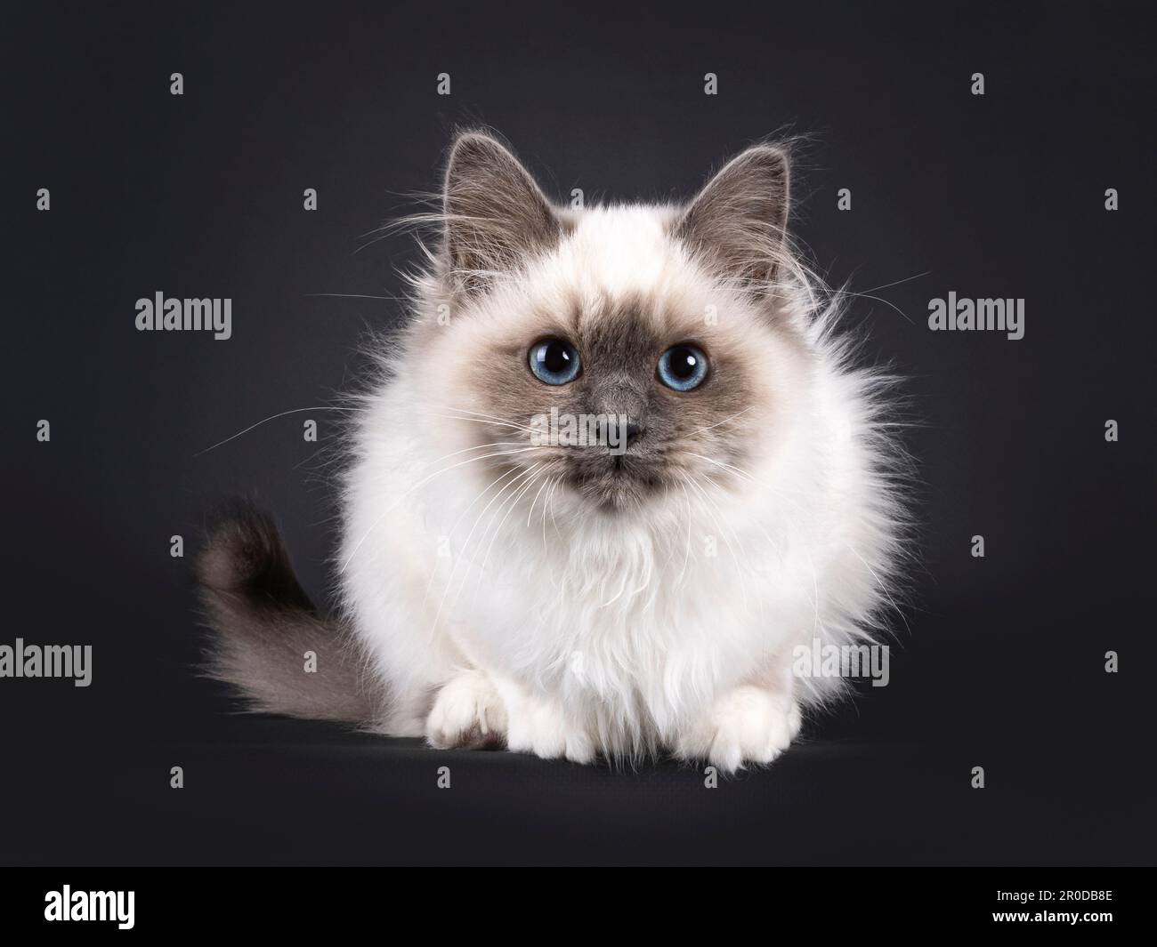 Adorable fluffy Blue point Sacred Birman, laying down facing front ...
