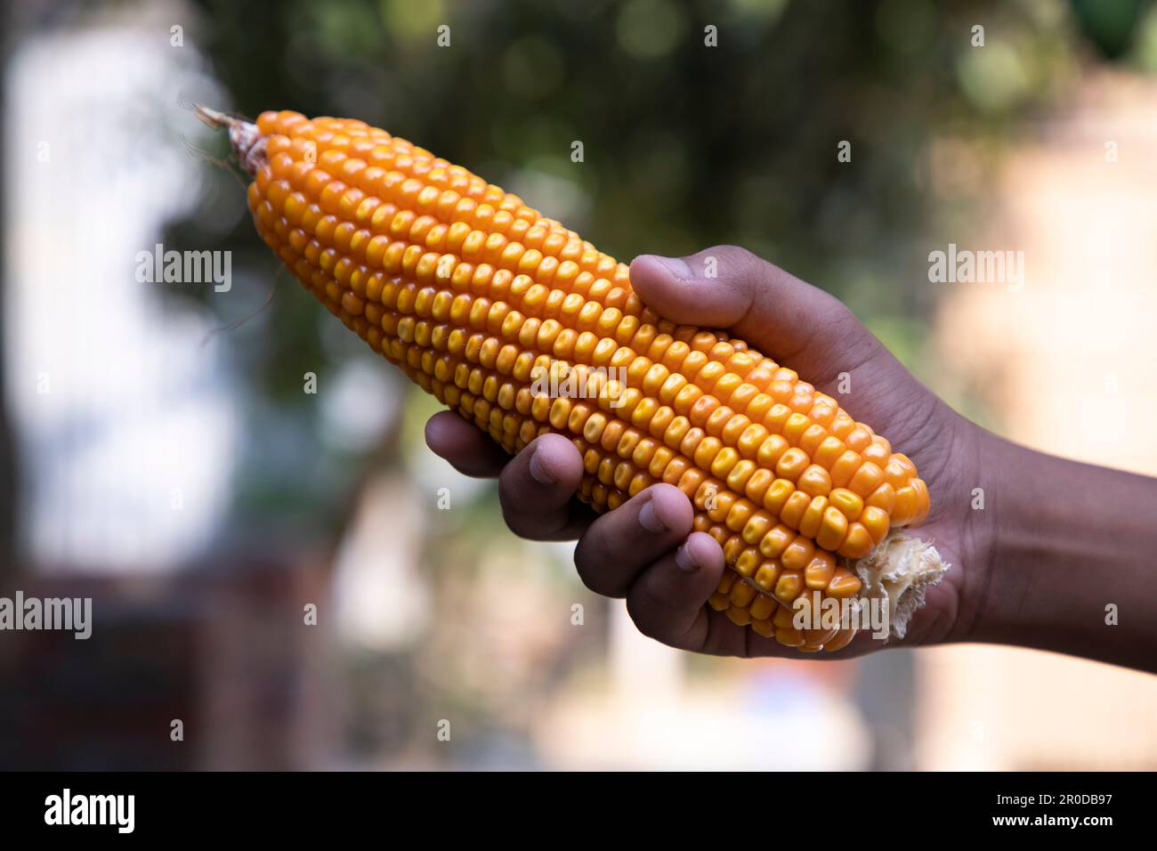 agriculture harvest corn Hand holding with the blurry background Stock ...