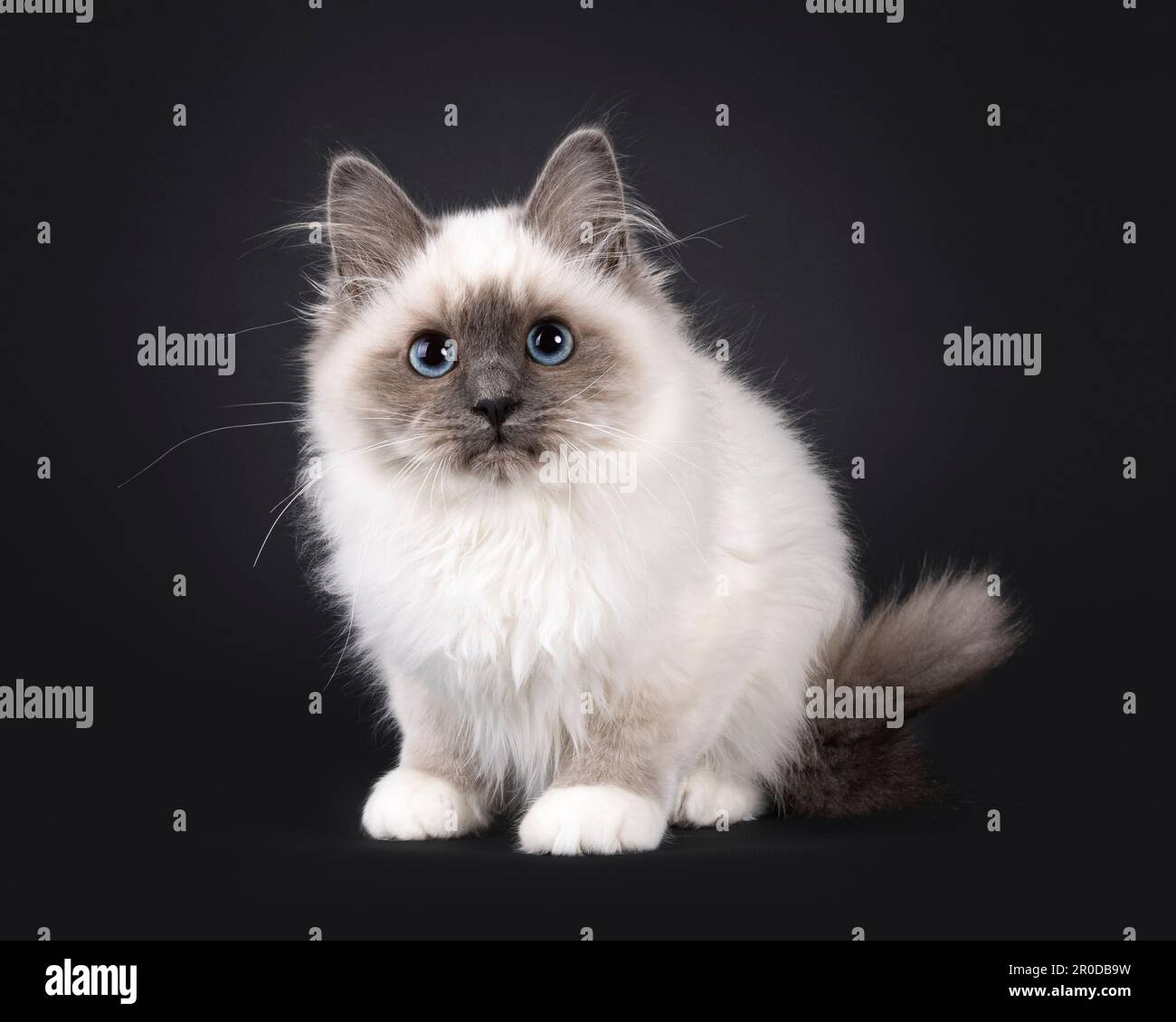 Adorable fluffy Blue point Sacred Birman, sitting up side ways. Looking ...