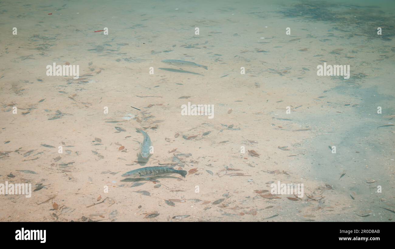 small fish swim in the river Stock Photo - Alamy
