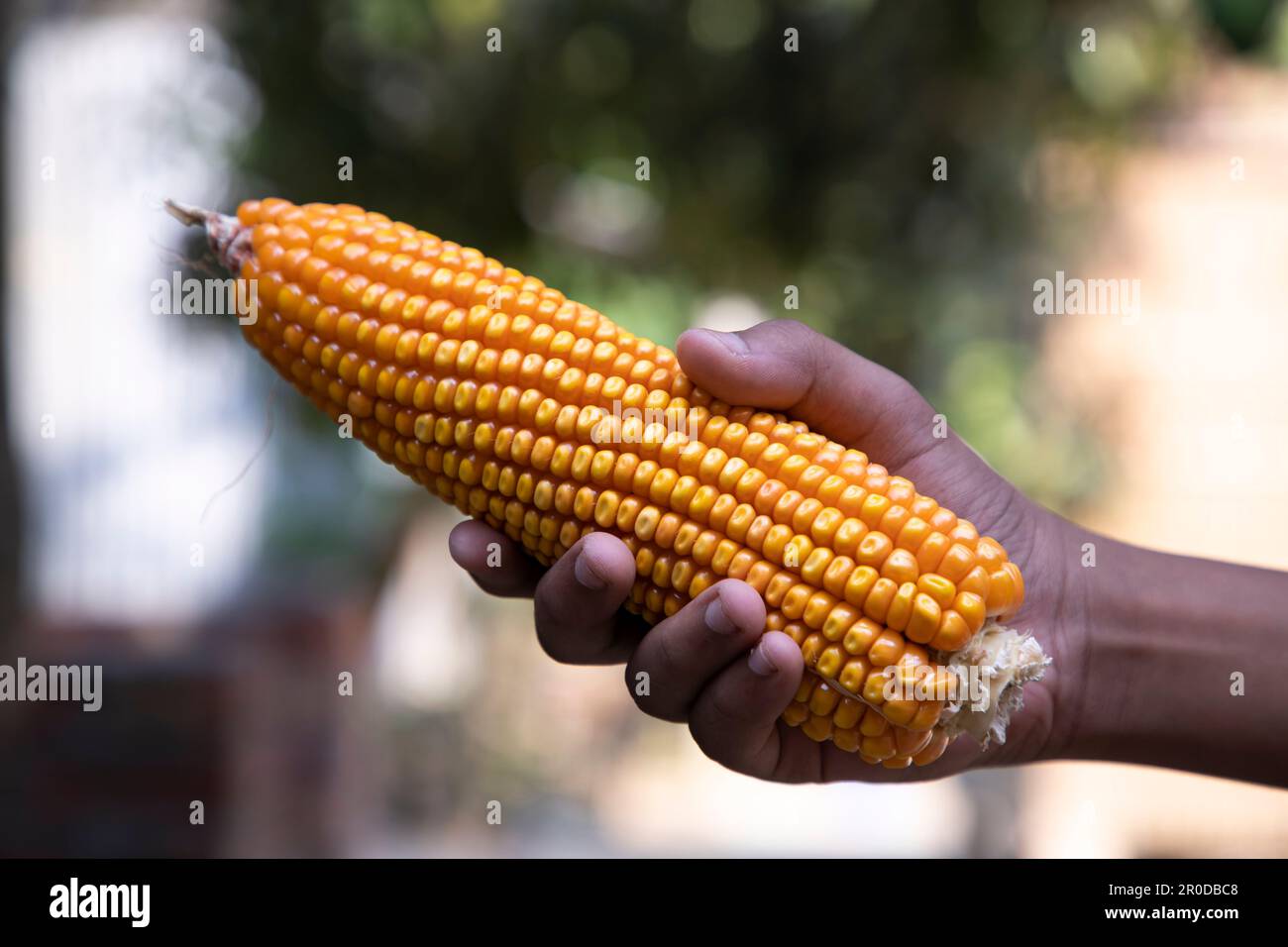 agriculture harvest corn Hand holding with the blurry background Stock ...