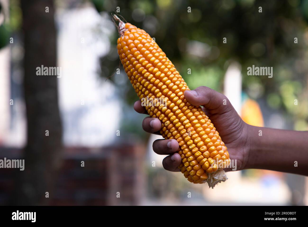 agriculture harvest corn Hand holding with the blurry background Stock ...
