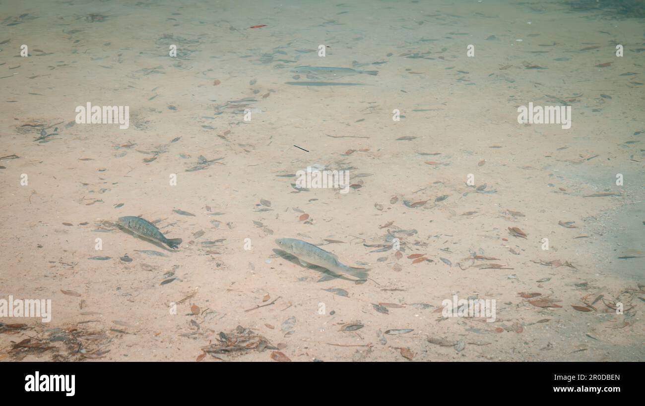 small fish swim in the river Stock Photo - Alamy