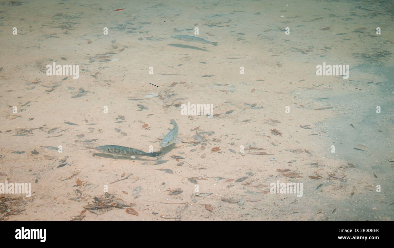 small fish swim in the river Stock Photo - Alamy