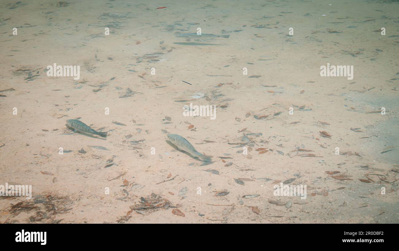 small fish swim in the river Stock Photo - Alamy