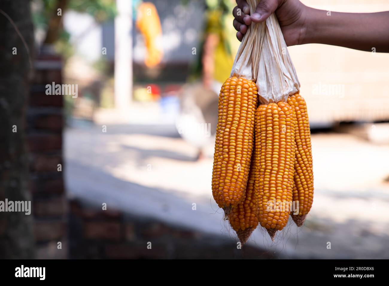 agriculture harvest corn Hand holding with the blurry background Stock ...