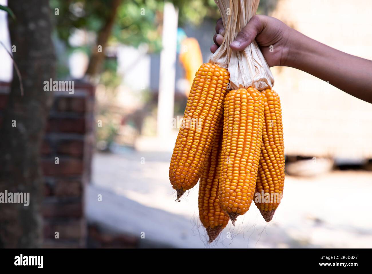 agriculture harvest corn Hand holding with the blurry background Stock ...