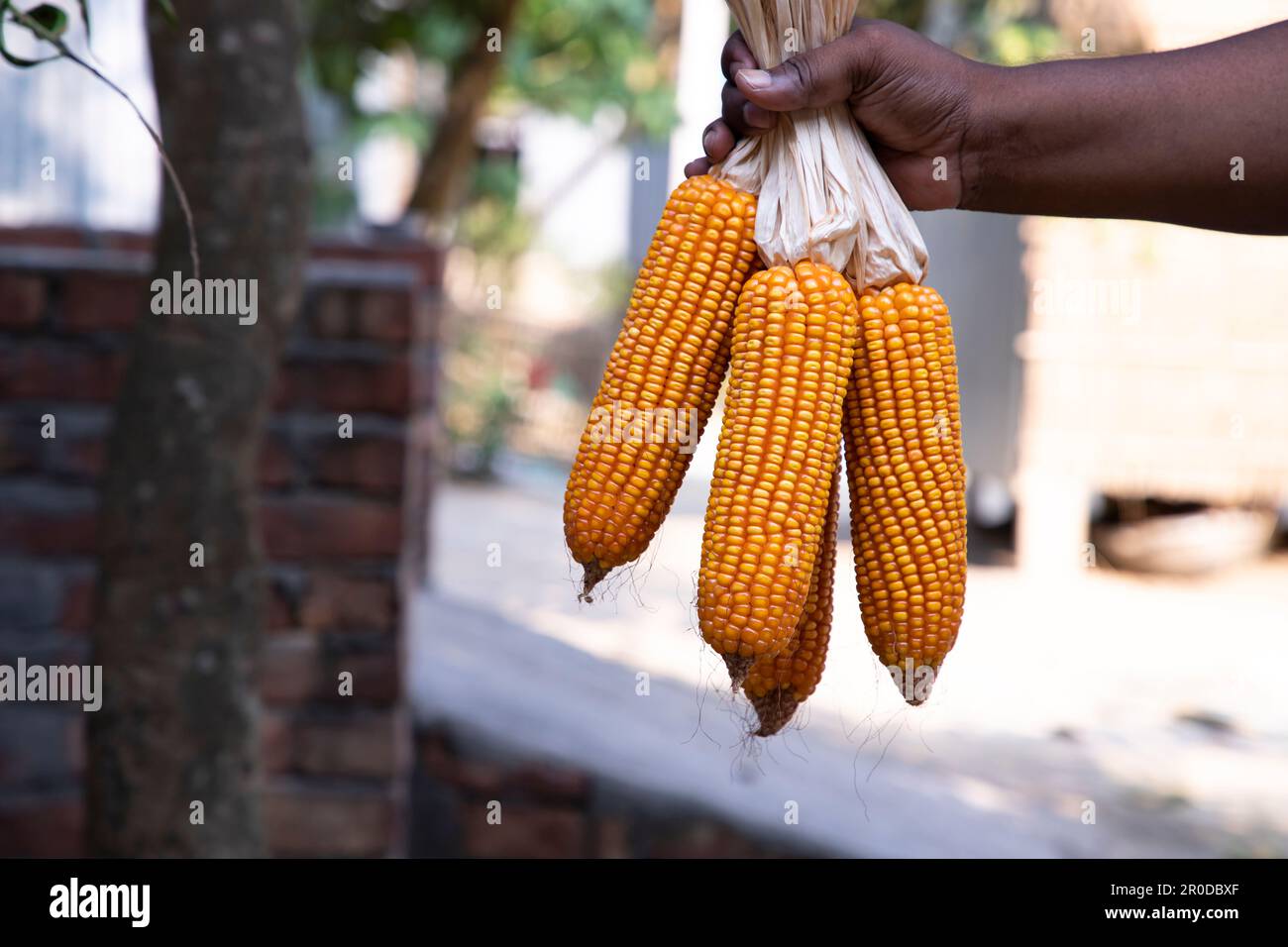 agriculture harvest corn Hand holding with the blurry background Stock ...