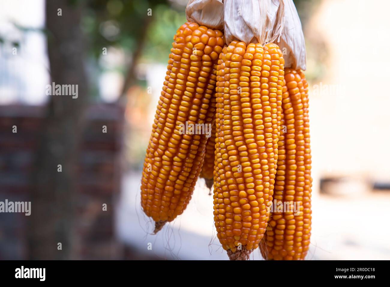 Agriculture harvest of organic Corn in Bangladesh Stock Photo - Alamy
