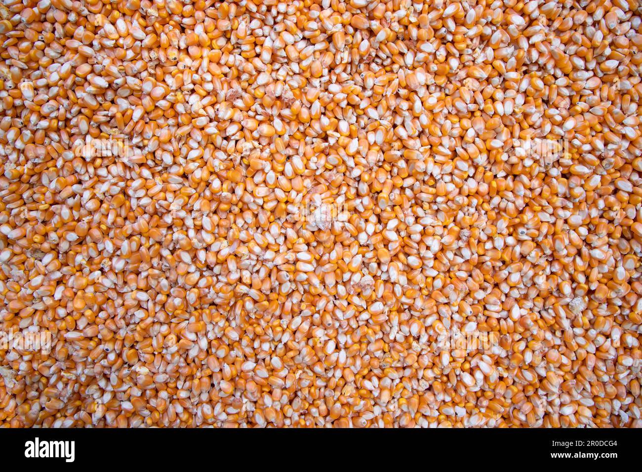 organic corn seed pattern texture Can be used as a background wallpaper ...