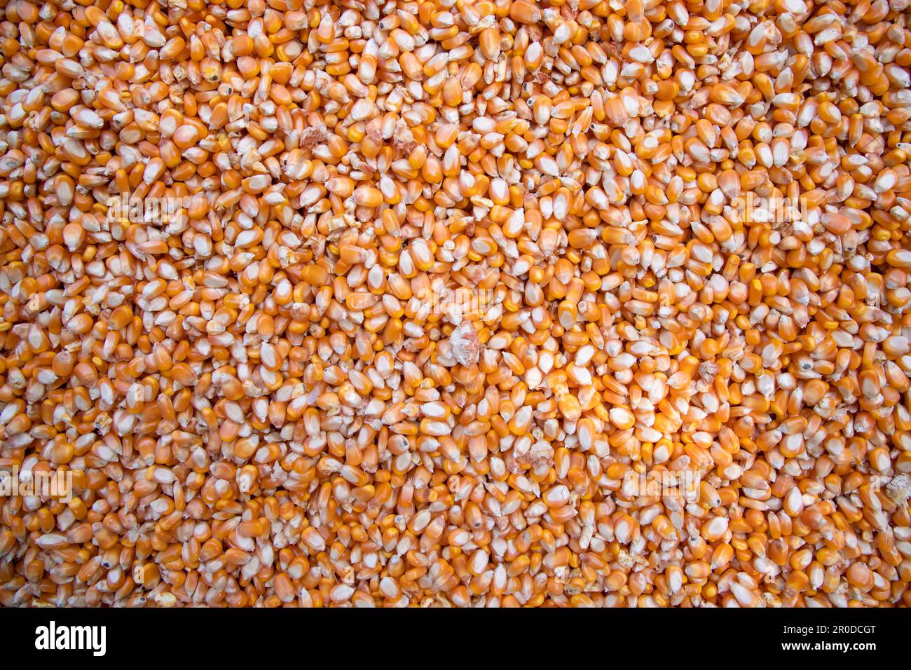 organic corn seed pattern texture Can be used as a background wallpaper ...