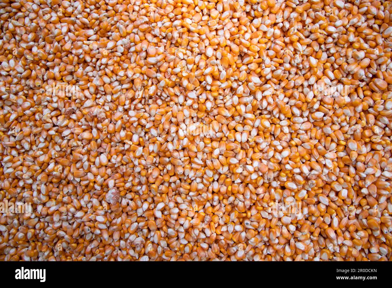 organic corn seed pattern texture Can be used as a background wallpaper ...