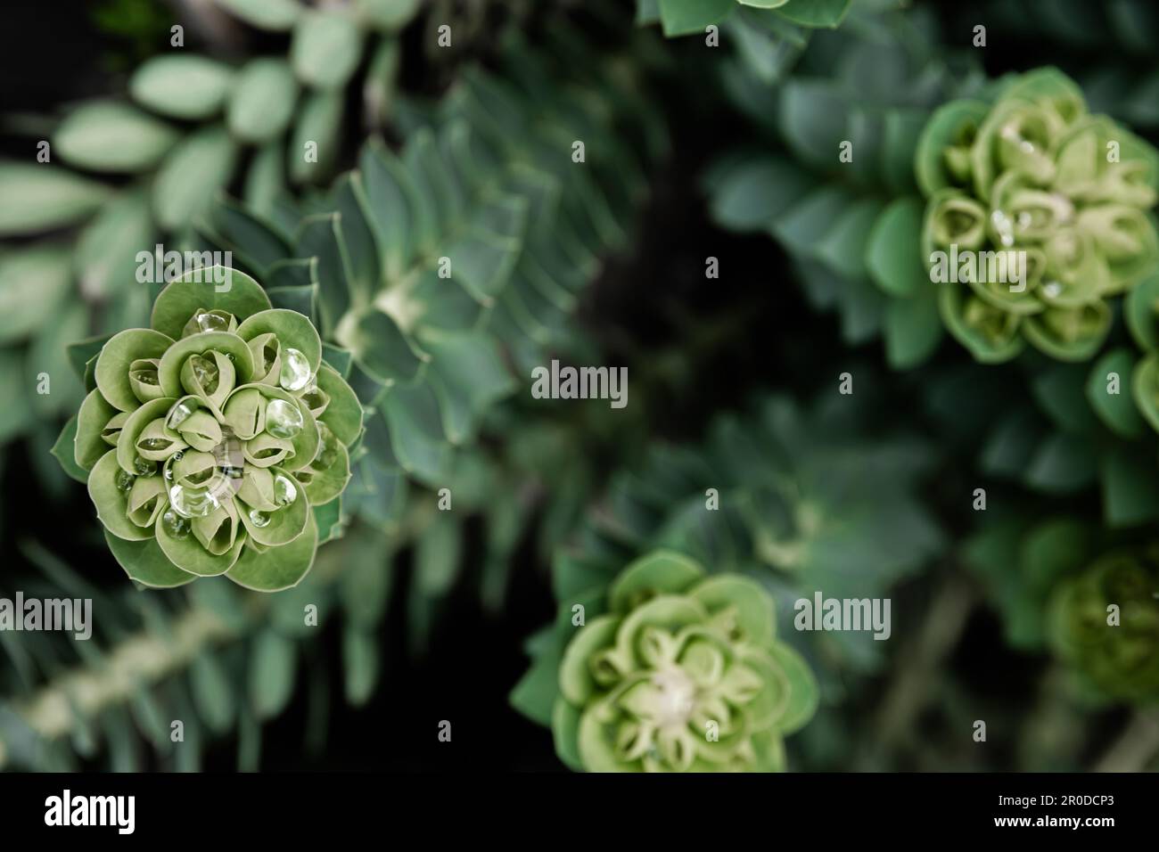 Rosetta stonecrop, or Sedum rosetta. Close-up photo of its small green ...
