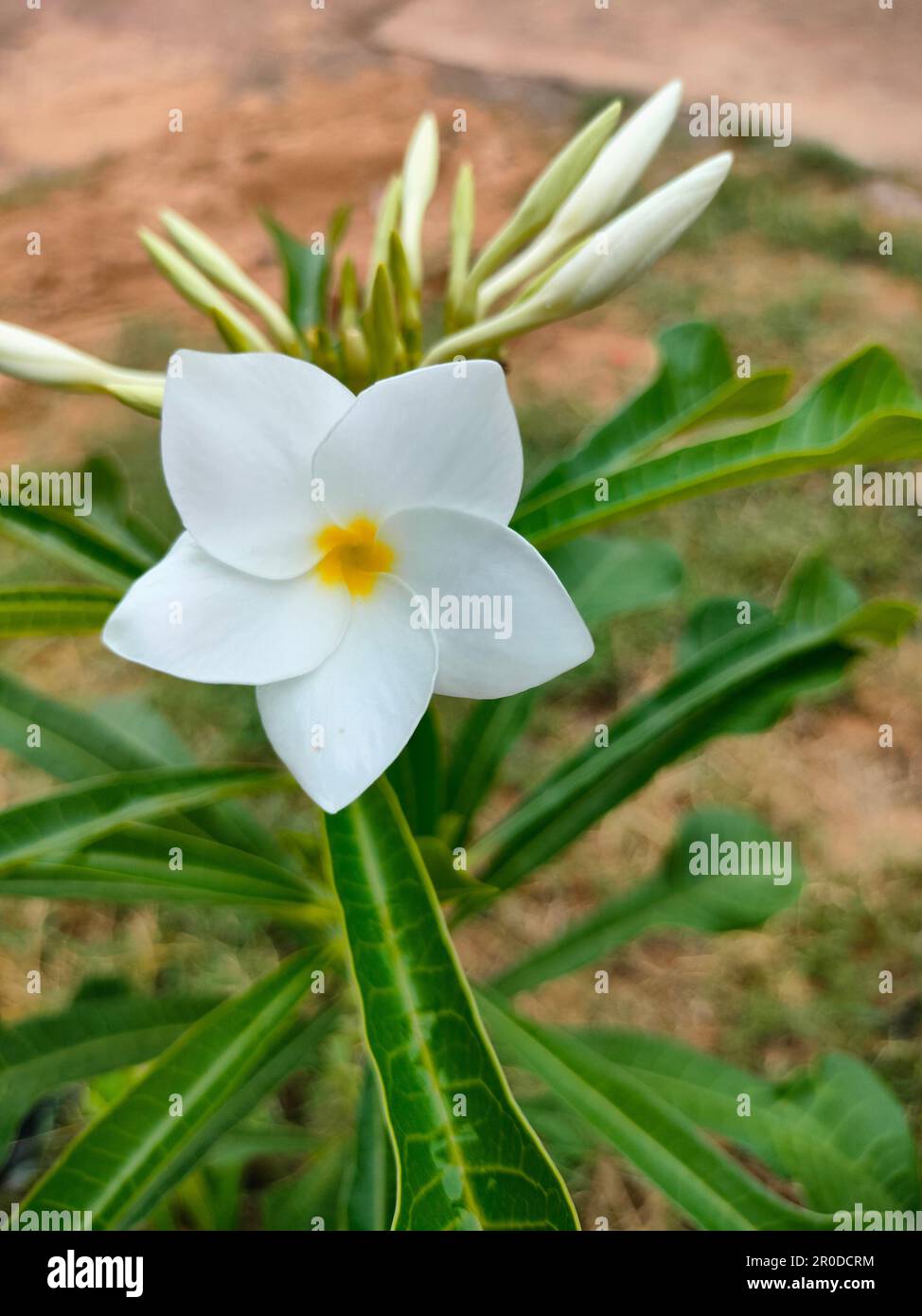 Adding delicate contrast hi-res stock photography and images - Alamy